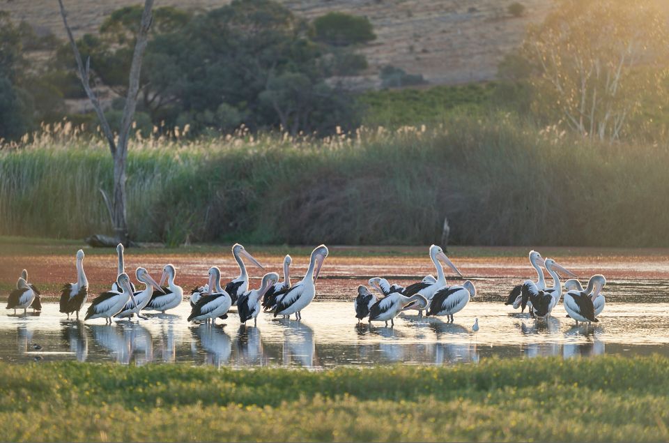 Banrock Station: Guided Banrock Trail Tour and Wine Tasting | Travel ...