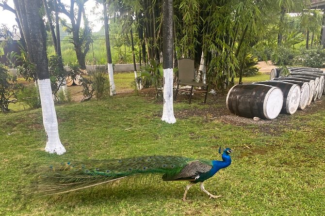 Black River Safari and Appleton Estate Tour | Travel Buddies