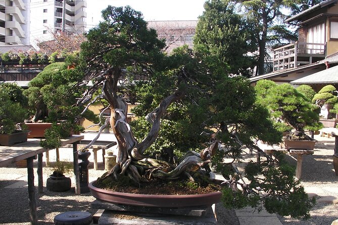 Bonsai and Washi Museum Visit in Tokyo | Travel Buddies