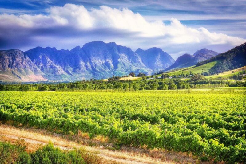 Cape Town: Best Of Cape Wines | Travel Buddies
