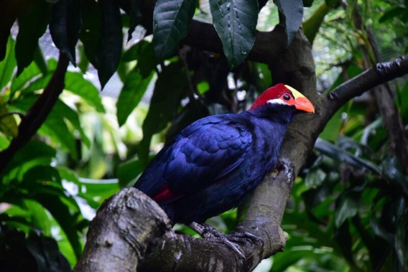 Cape Town: World of Birds & Animal Sanctuary | Travel Buddies