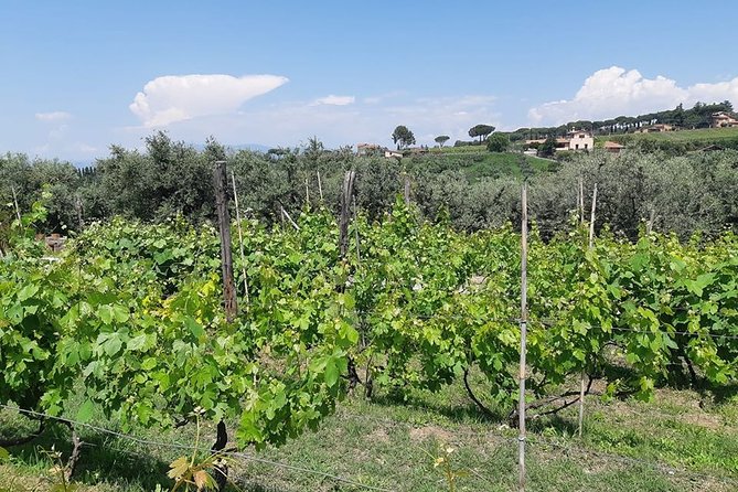 Castelli Romani Wine Tour | Travel Buddies