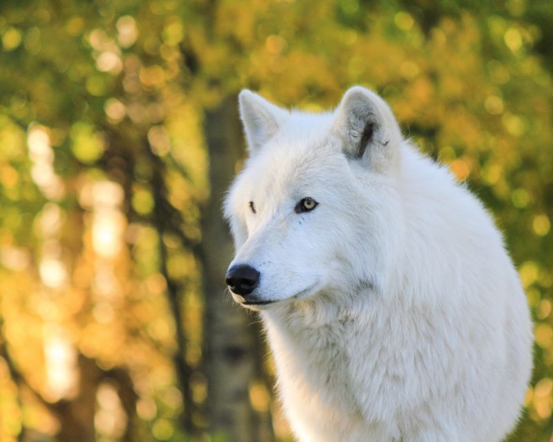 Cochrane: Yamnuska Wolfdog Sanctuary Tour | Travel Buddies