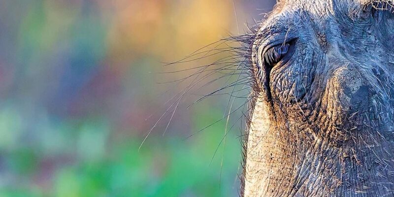 Full Day Aquila Safari (French) | Travel Buddies