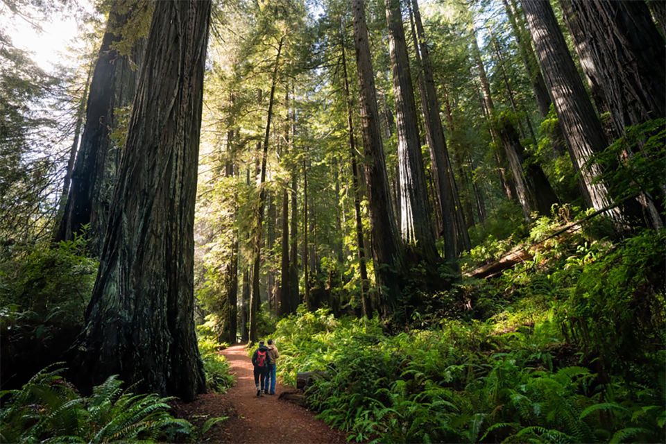 Guided Electric Bike Tour to Muir Woods | Travel Buddies