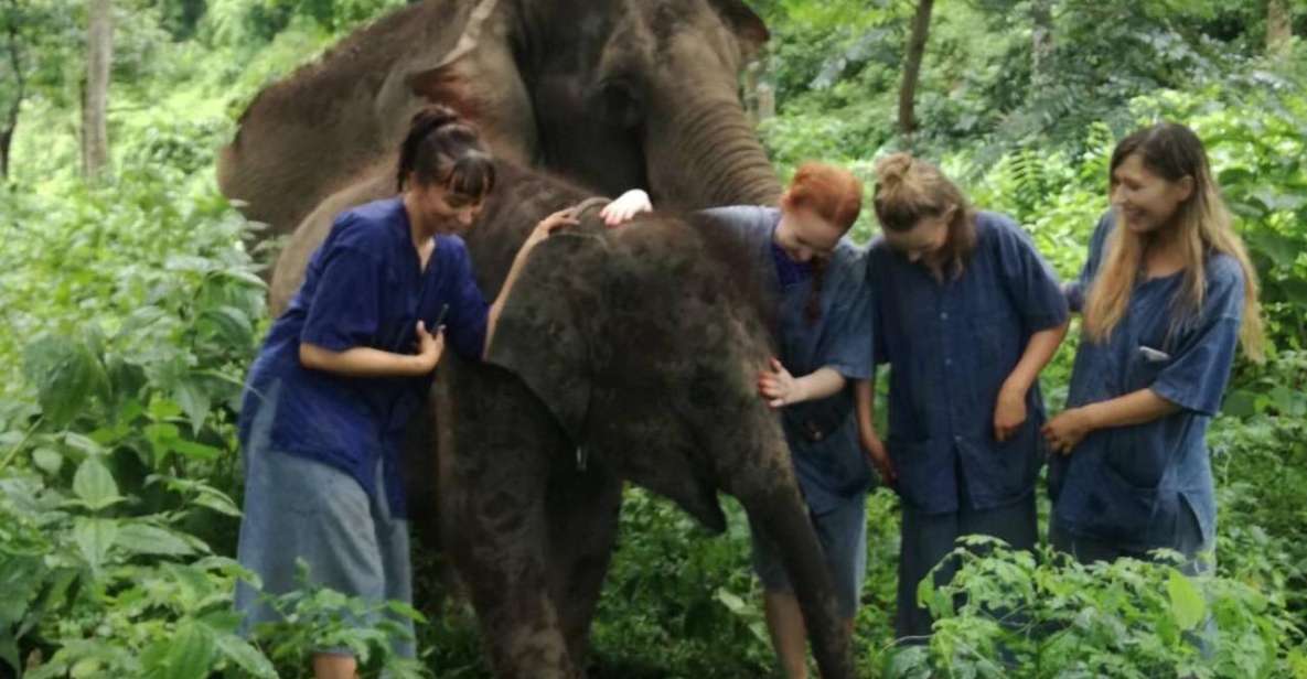 Half Day Elephant Care | Travel Buddies