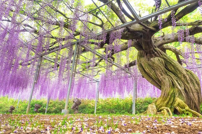 Hitachi National Seaside Park’s Flowers & Ashikaga Flower Park | Travel ...