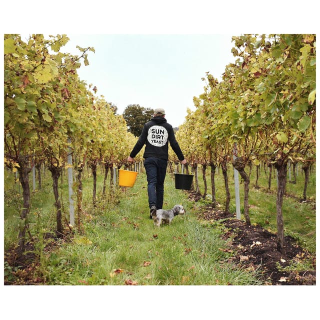 Kent: Tour and Wine Tasting at Westwell Wine Estate | Travel Buddies