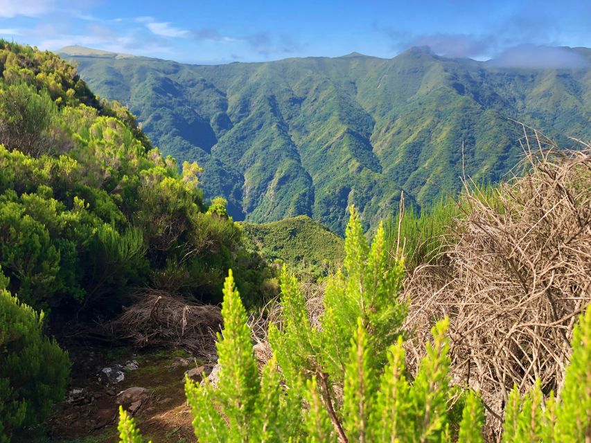 Madeira: Private Guided Vereda Do Fanal Walk PR13 | Travel Buddies