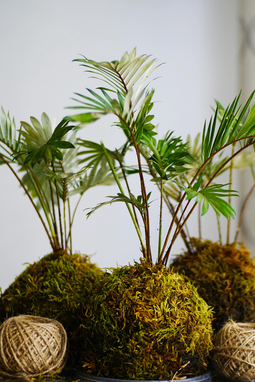 Paris: KOKEDAMA Moss Ball Making Workshop | Travel Buddies