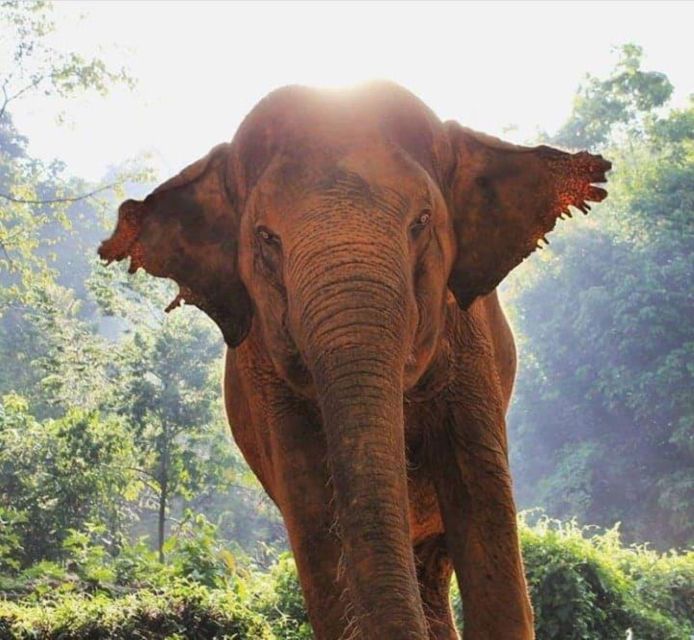 Phuket: Unique Dusk Ethical Elephant Sanctuary Experience | Travel Buddies