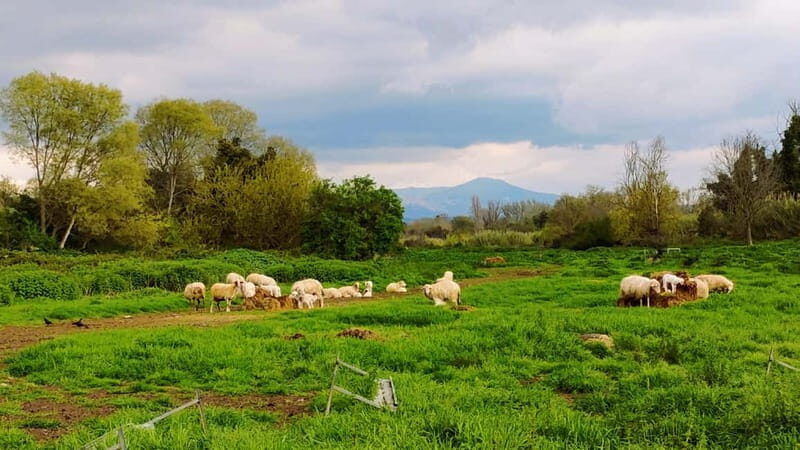 Rome: Caffarella Park Guided Walking Tour | Travel Buddies