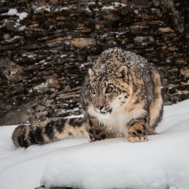 Snow Leopard Trek In Dolpo | Travel Buddies