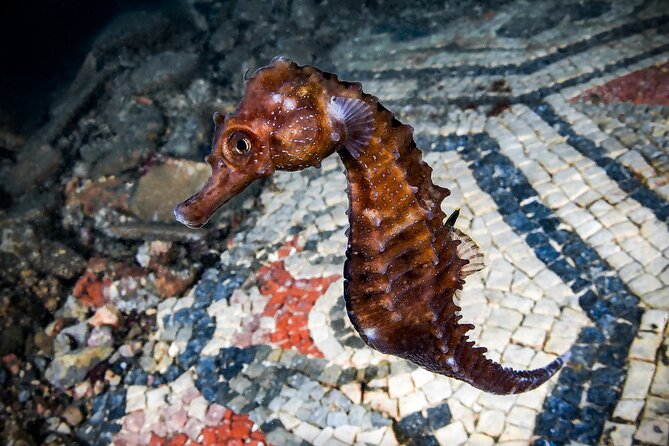 Try Scuba Dive on the Underwater Roman Ruins in Baia From Naples ...