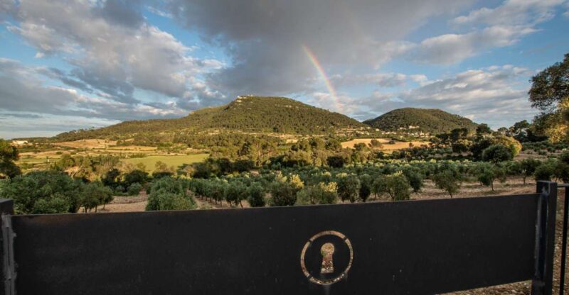 Visit of the Olive Grove, Olive Oil Tasting and Snack | Travel Buddies