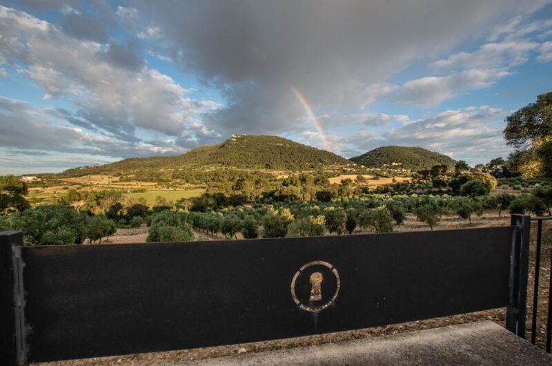 Visit of the Olive Grove, Olive Oil Tasting and Snack | Travel Buddies