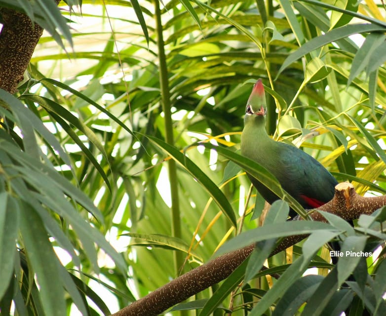 West Berkshire,UK: The Living Rainforest Centre Entry Ticket | Travel ...